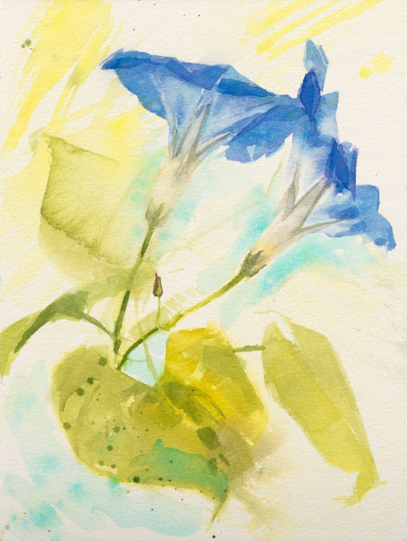 Jenny Matthews RSW - Artist | Morningside Gallery Edinburgh