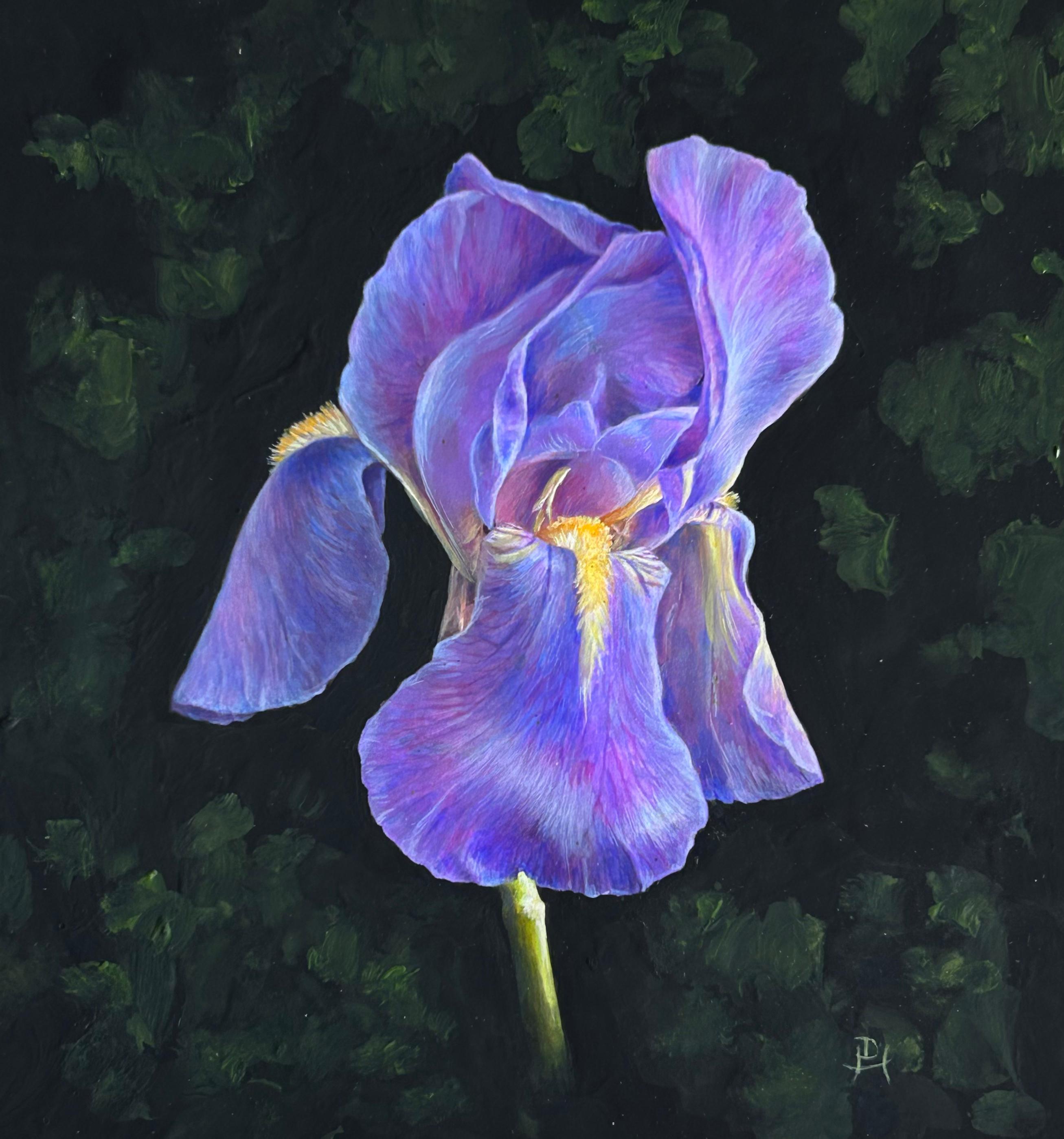 Iris | Denise Heywood | Morningside Gallery Edinburgh