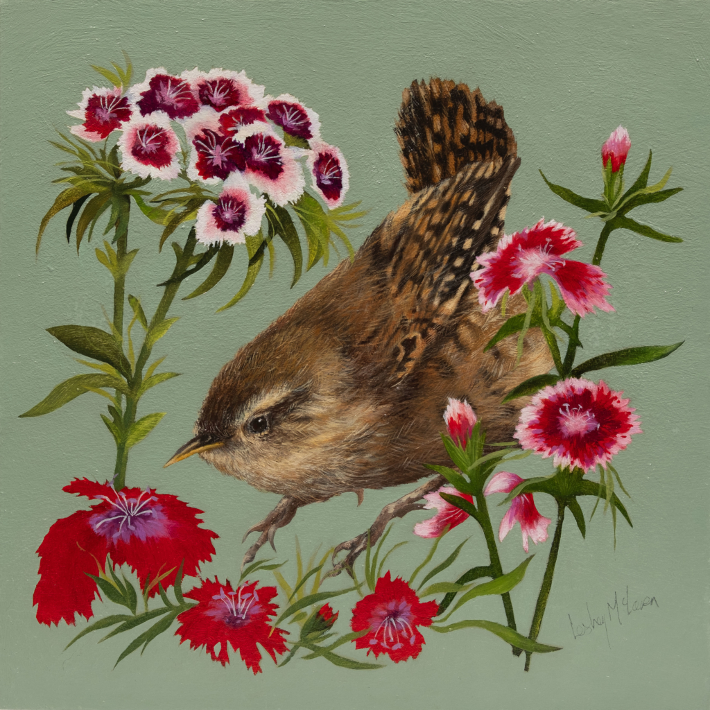 Wren and Sweet William | Lesley McLaren | Morningside Gallery Edinburgh