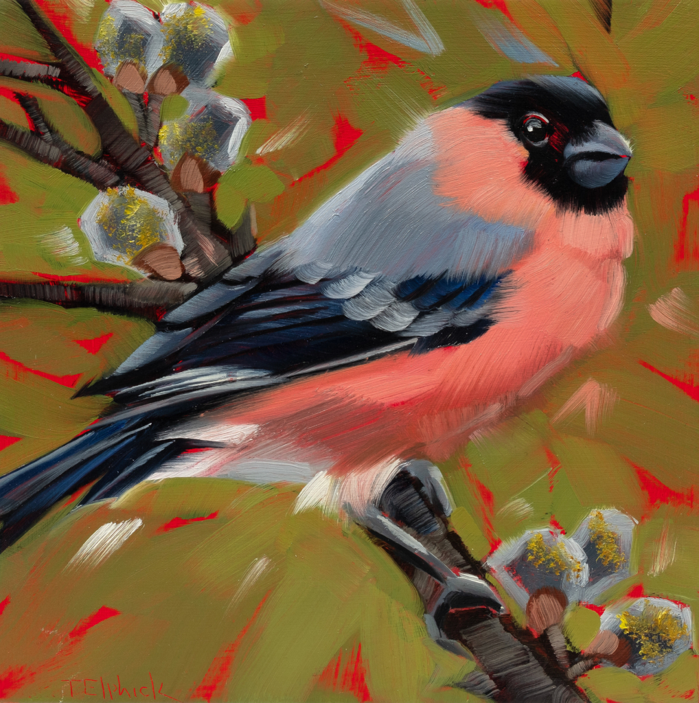 Bullfinch | Tracey Elphick | Morningside Gallery Edinburgh