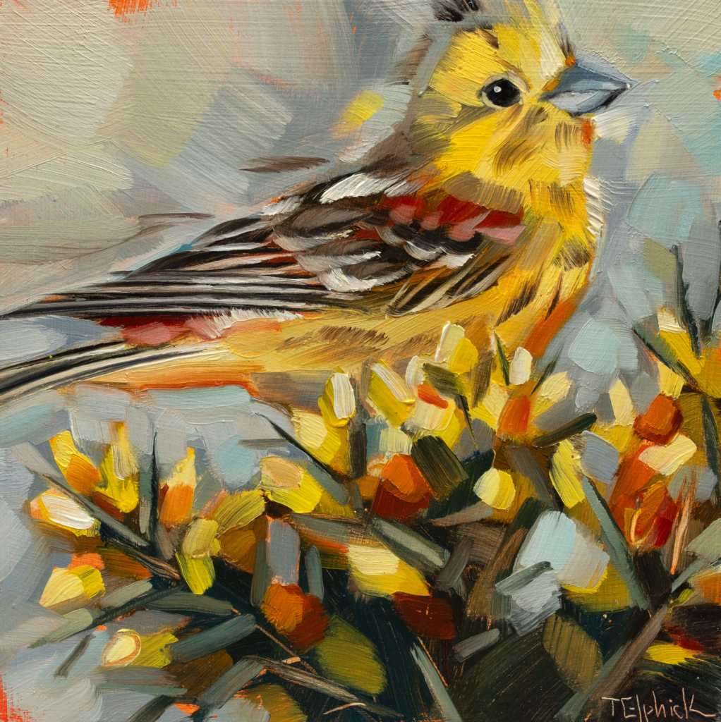 Yellow Hammer on Gorse | Tracey Elphick | Morningside Gallery Edinburgh